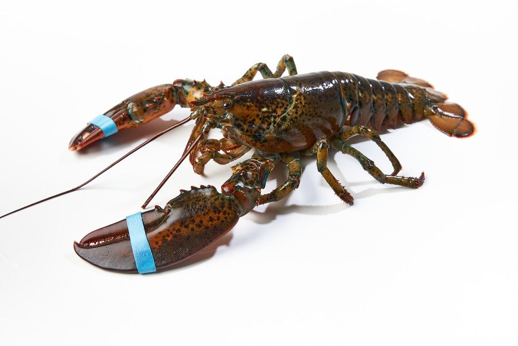 Mariscos Moluscos — Pesco & Go: Pescado a domicilio